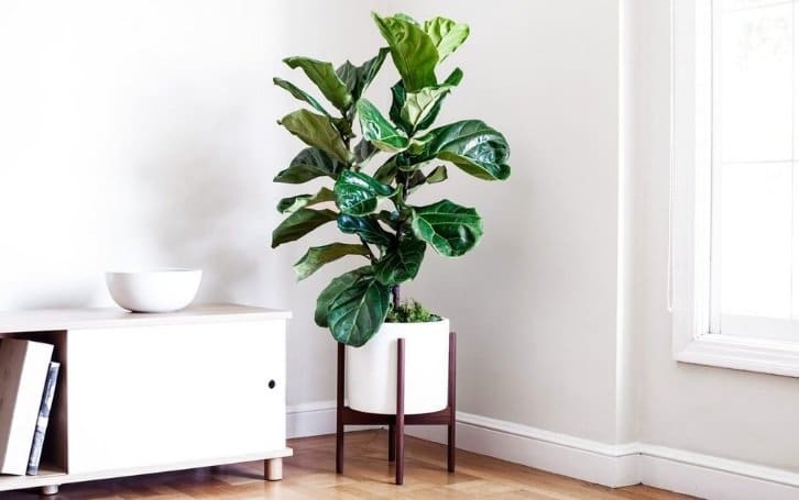 The 5 Best Fertilizers For Fiddle Leaf Fig That Work — 2020