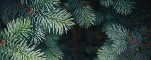 Pine Tree Growing Guide — Tips (that Work)