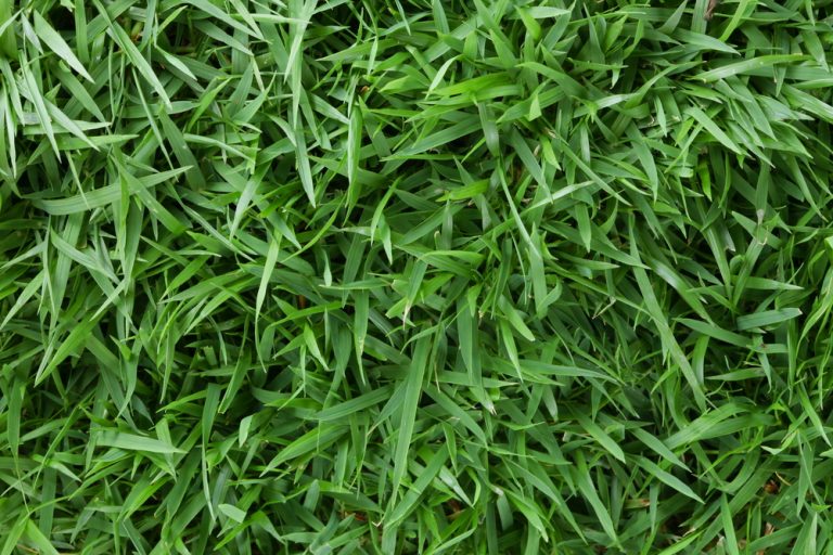 What Are The Most Common Types of Grass? 10 Most Common Types