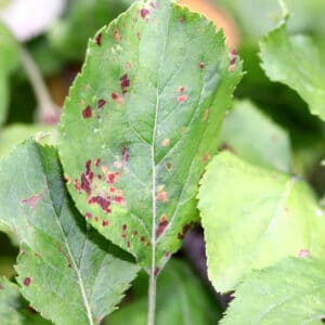 Apple Tree Diseases: What You Must Watch Out For