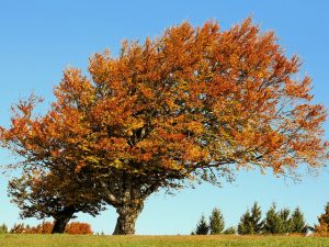 How to Care for Beech Trees? — Our Guide with Tips (that Work)