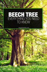 How to Care for Beech Trees? — Our Guide with Tips (that Work)
