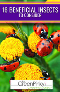 16 Beneficial Insects You’ll Want in Your Garden