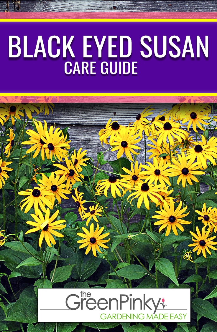 Growing Black-Eyed Susan? — Our Comprehensive Guide Growing Black-Eyed Susan? — Our Comprehensive Guide