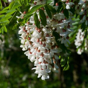 Black Locust Trees Guide — What Do You Need to Know?