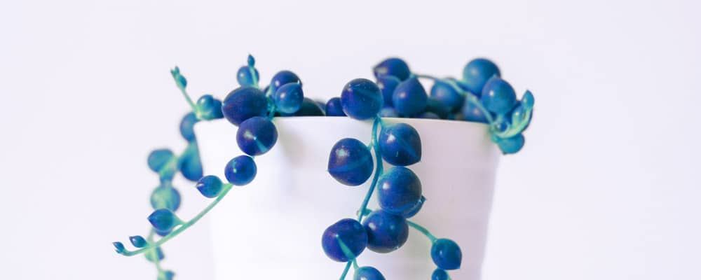 Buying Blue and Purple String of Pearls? — Read This