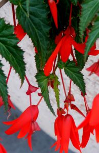 What Are Popular Begonia Types? — Learn 10 Popular Ones