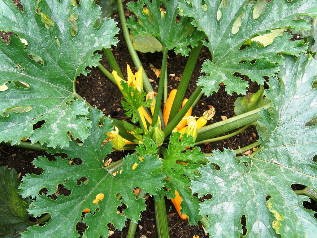 How to Grow Zucchini? — From Seed to Harvest