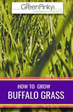 How to Maintain Buffalo Grass? — Our Care Guide