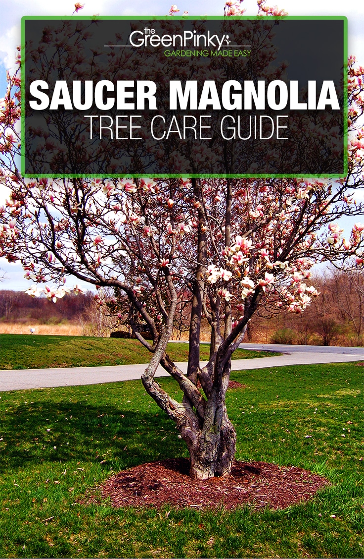 Saucer Magnolia Tree: A Complete Guide