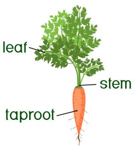 What are the Carrot Growing Stages? How Long do Carrots Take to Grow?