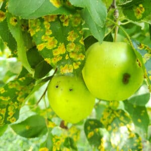 Apple Tree Diseases: What You Must Watch Out For