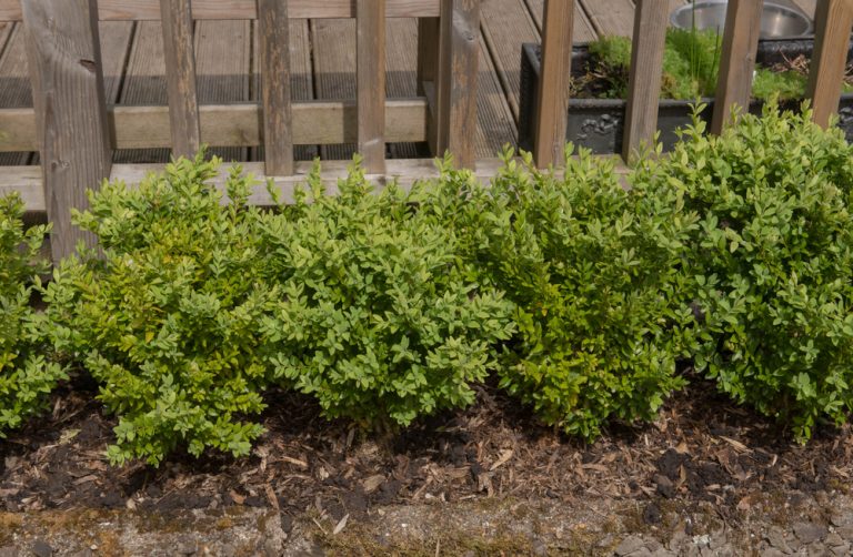 What Are Popular Types of Boxwood? — Our Favorite Ones