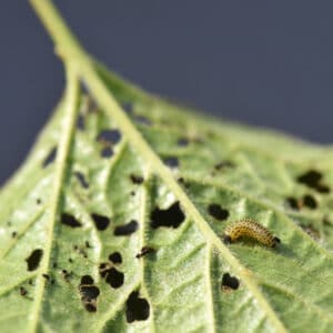 What to Do About Viburnum Leaf Beetles — Our Tips (that Work)