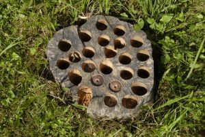 How to Rot a Tree Stump? — Our Tips to Do it Fast (that Work)