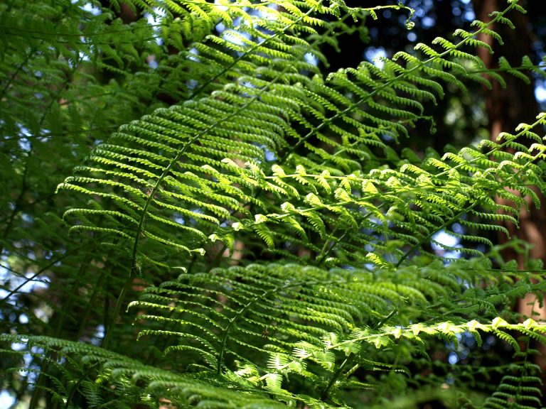 Want the Best Fern Fertilizer? 5 of the Best (that Work)