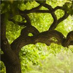 Indian Laurel Fig - What Do You Need to Know? Our Complete Guide