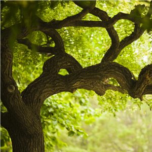 Indian Laurel Fig - What Do You Need to Know? Our Complete Guide