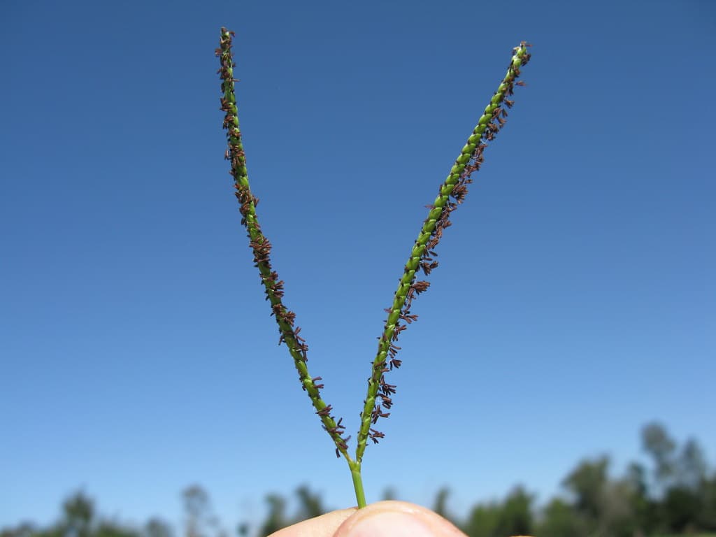 Have Bahia Grass? Everything You Need to Know About It
