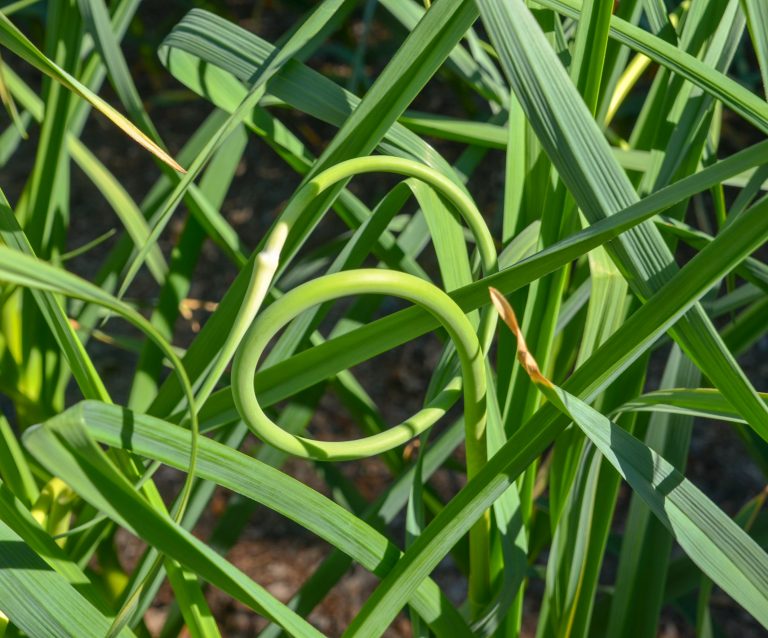 How Do Garlic Grow? Review of All the Growing Stages