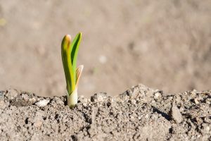 Garlic Growth Stages — 2020