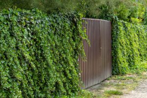 How to Get Rid of Ivy? — Tips to Make It Easier