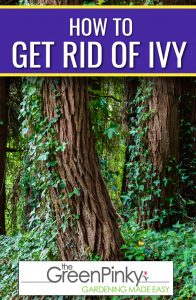 How to Get Rid of Ivy? — Tips to Make It Easier
