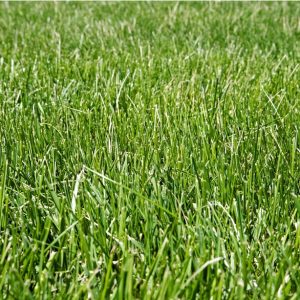 How to Care for Fescue? — Learn Our Tips (that Work)