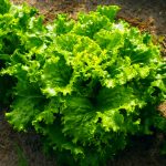 Growing Lettuce? — Guide with Tips (that Work)