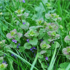 Dealing with Henbit Weed? — Identification and Control