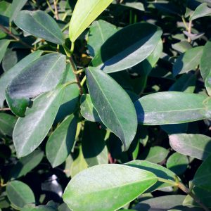 Indian Laurel Fig - What Do You Need to Know? Our Complete Guide
