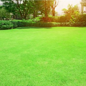 Bermuda Grass Guide - Tips (that Work)