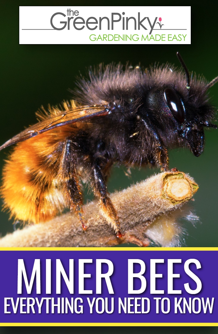 What to Do About Miner Bees? — The Best Things To Do