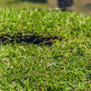 How to Care for Centipede Grass? — Our Tips (that Work)