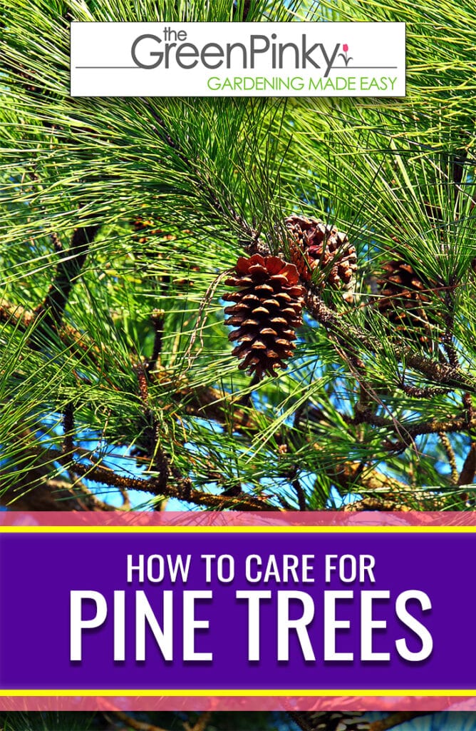 Pine Tree Growing Guide Tips that Work 2022 Pine Tree Growing Guide Tips that Work 2022