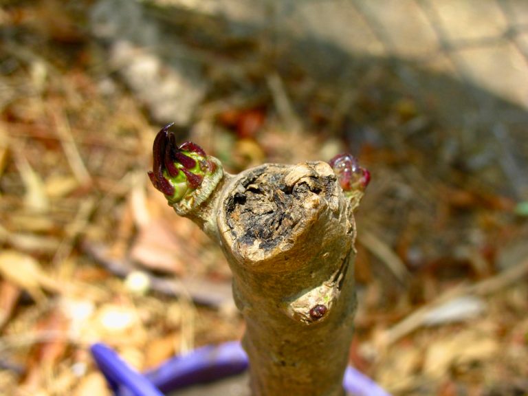 How to Grow Plumerias? — Our Guide and Tips (that Work)