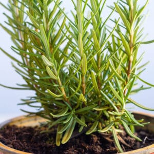 How to Grow Rosemary? — Our Guide with Tips (that Work)