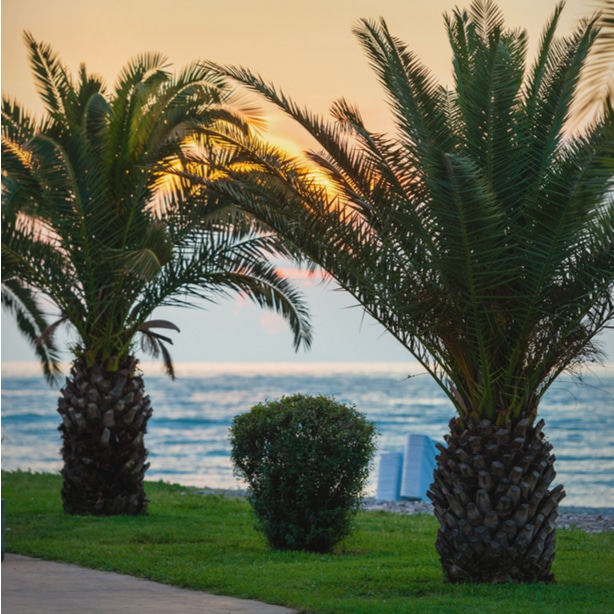 How to Successfully Raise Pygmy Date Palm Trees? — Our Tips How to Successfully Raise Pygmy Date Palm Trees? — Our Tips