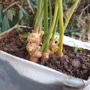 Learn How to Grow GInger? — Our Guide with Tips (that Work)