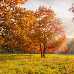 How to Grow Red Oak? — Everything You Need to Know