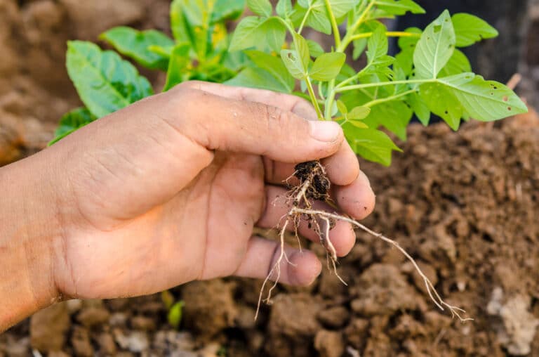 How to Get Rid of Weeds? — Our Guide with Tips (that Work)