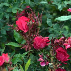 Dealing with Rose Problems? — Common Issues and Solutions