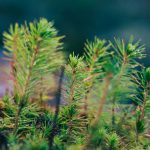 Pine Tree Growing Guide — Tips (that Work)