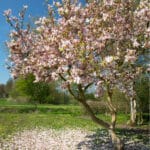 Saucer Magnolia Tree: A Complete Guide