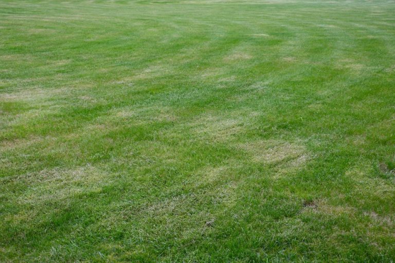 How to Overseed Your Lawn? — 6 Steps with Tips (that Work)