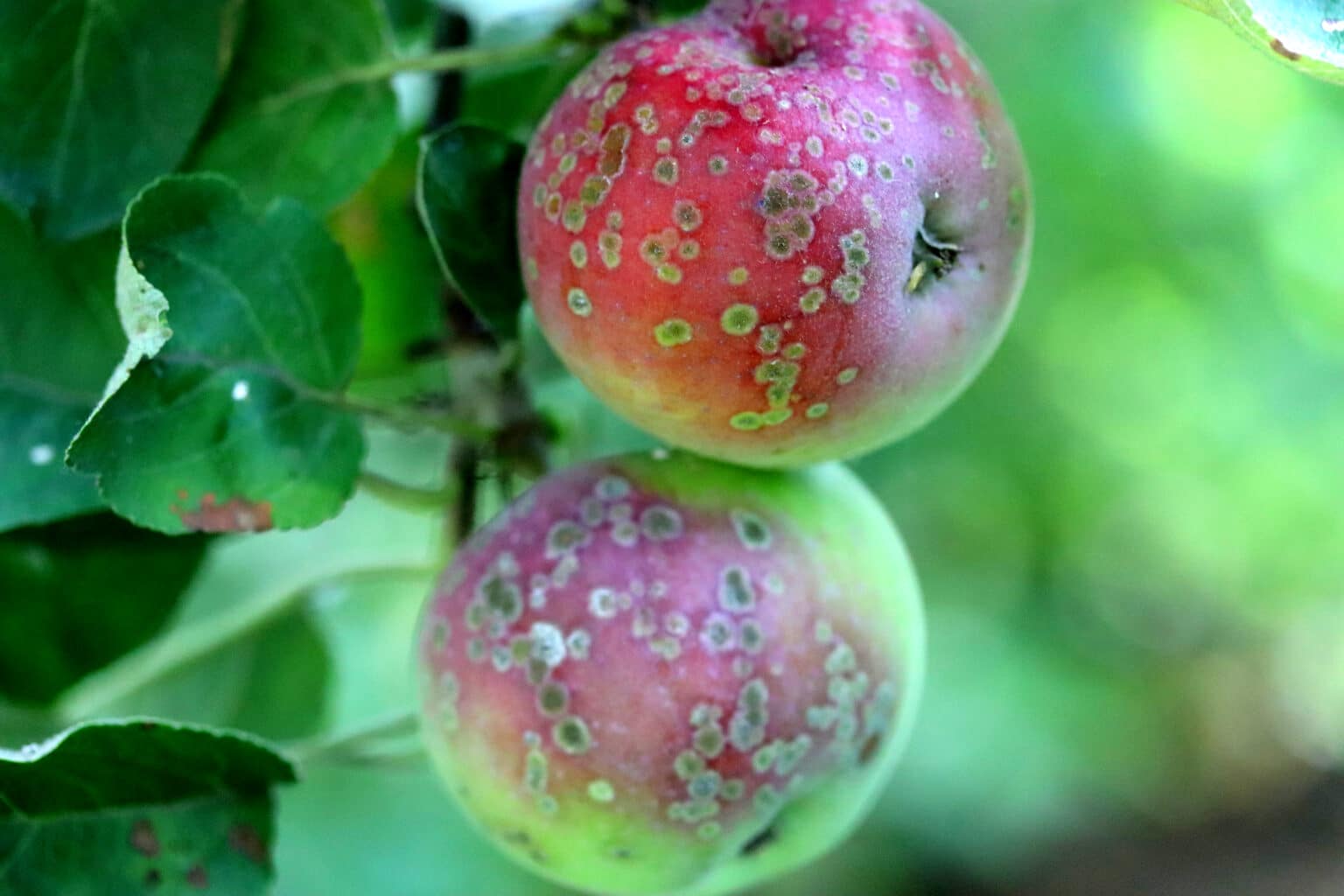 Apple Tree Diseases: What You Must Watch Out For