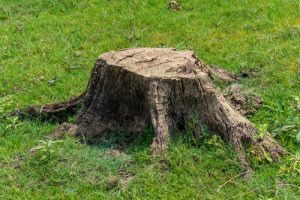 How to Rot a Tree Stump? — Our Tips to Do it Fast (that Work)