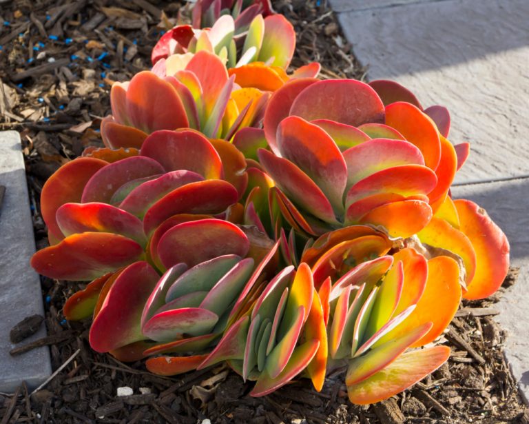 How to Grow Paddle Plants? — Tips for Healthy Paddle Plants
