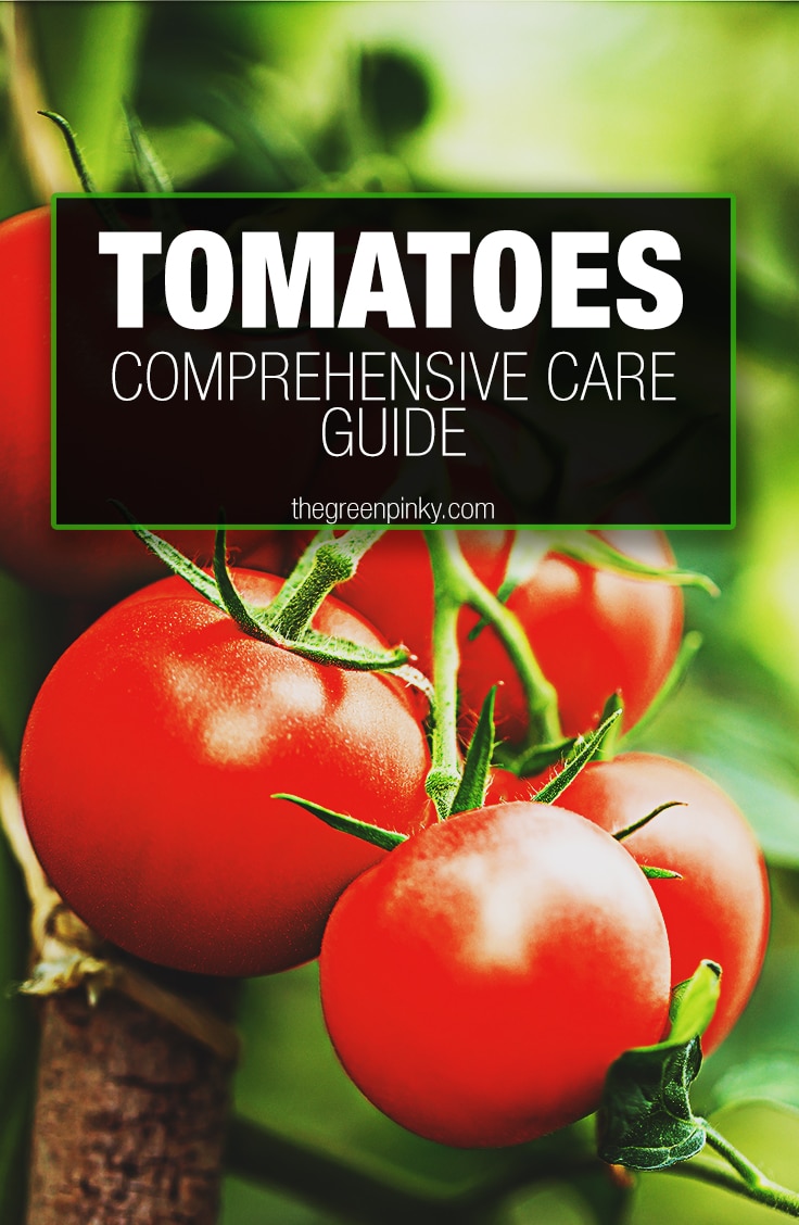 How to Grow Tomatoes? — Our Guide with Tips (That Work)