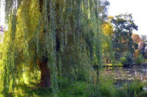 How to Care for Weeping Willows? — Our Tips (that Work)